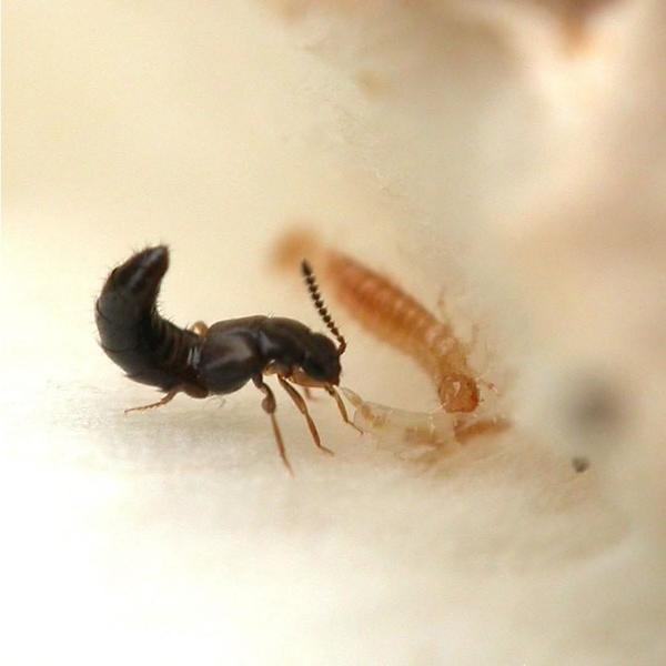 Medium Beneficial Insect Combo Packs - Eco-Friendly Pest Control ...